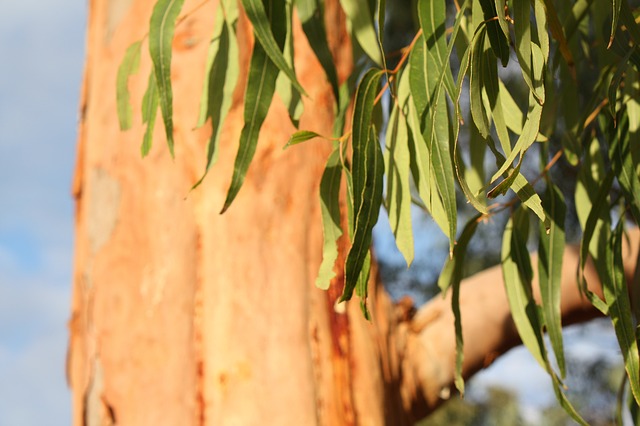 Organic Eucalyptus: Its Benefits and How You Can Use It | EdenBoost